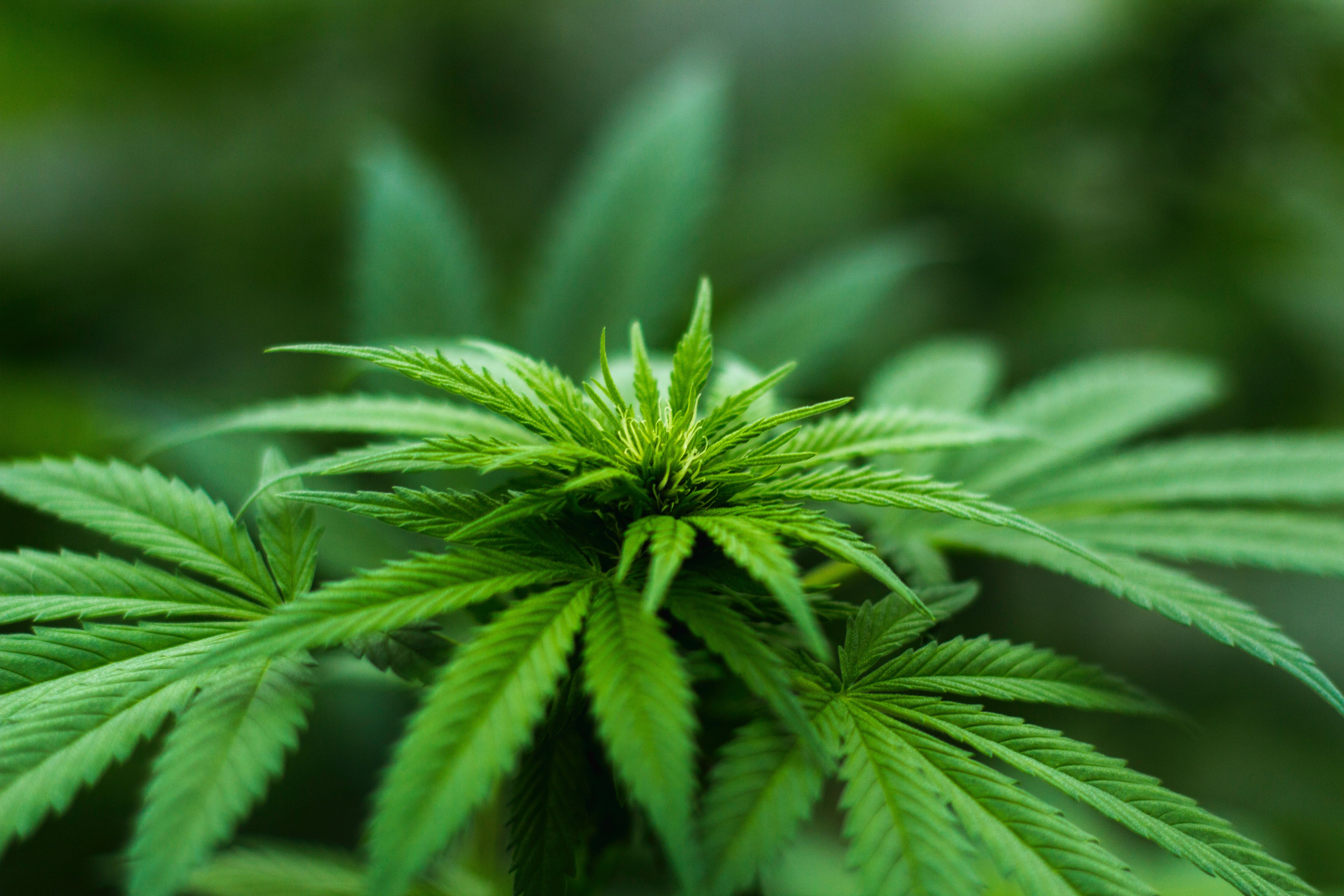 A New Spin on Game Night: Integrating Cannabis into Darts and Other So ...
