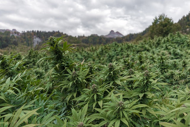Playing Darts on Cannabis: A Different Angle on Recreational Use - 5 ...