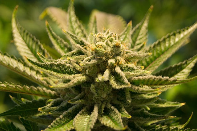 From Bullseye to Buds: How Cannabis is Influencing the Darting Communi ...