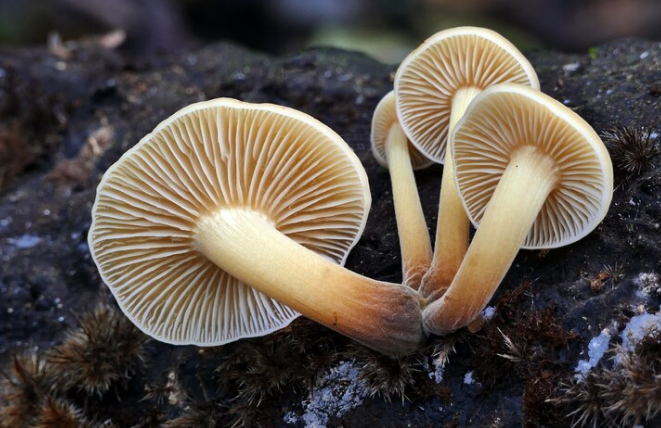 The Evolution of Magic Mushroom Strains: Tracing the Development and D ...